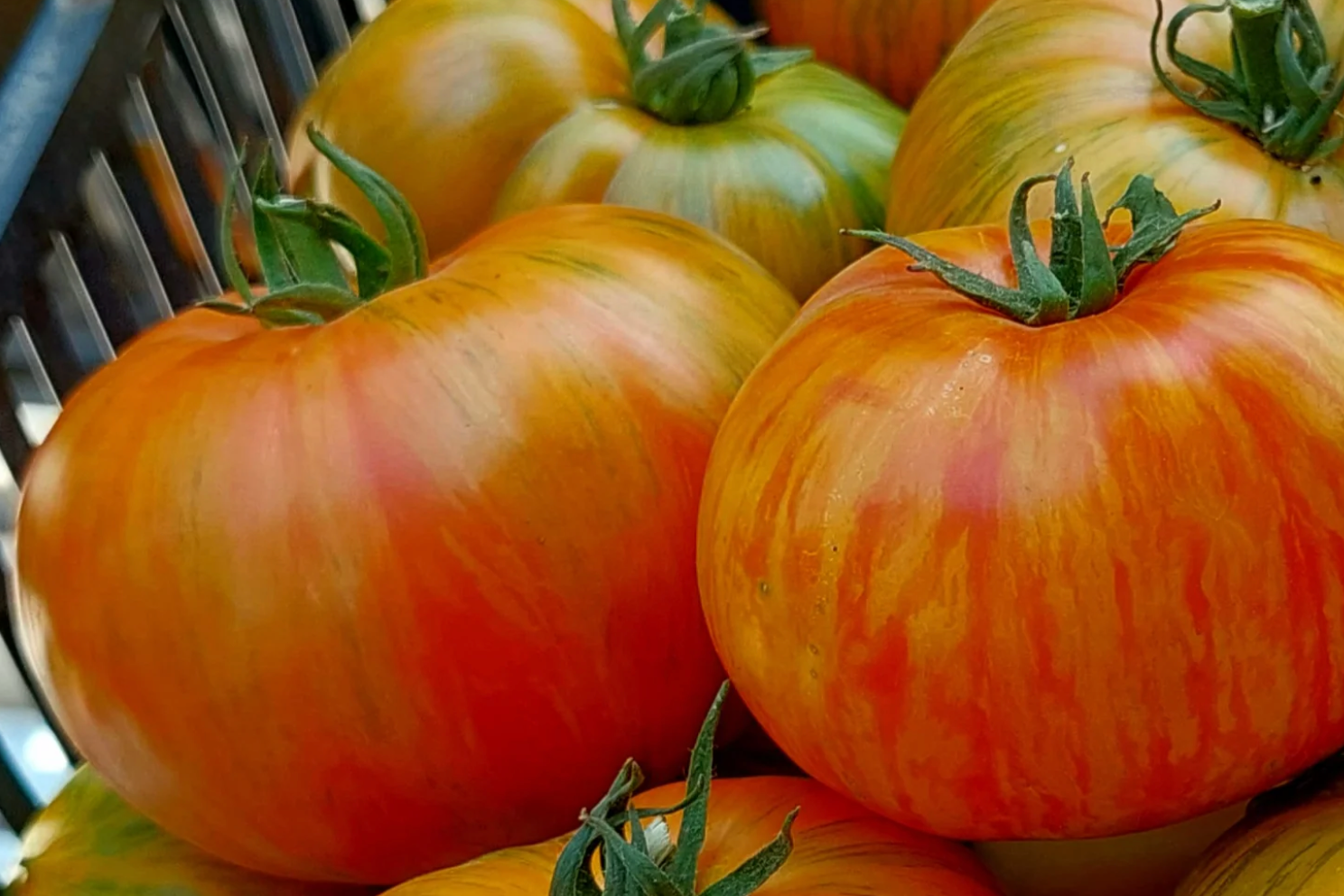 Heirloom Plus ™ – Bene Seeds