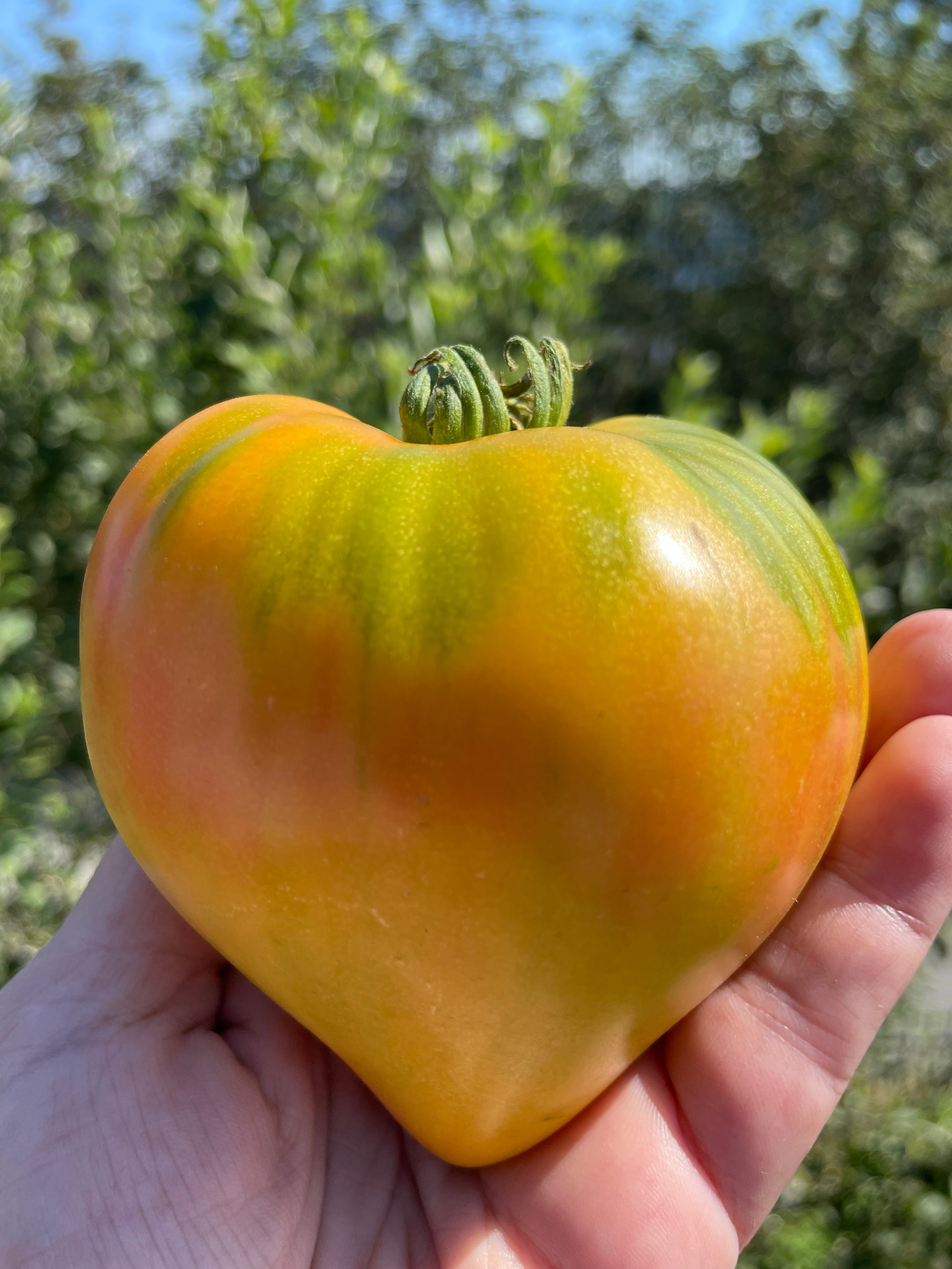 Oxheart Tomatoes – Bene Seeds
