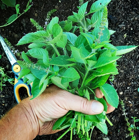 Bene Seeds - More flavor, less waste