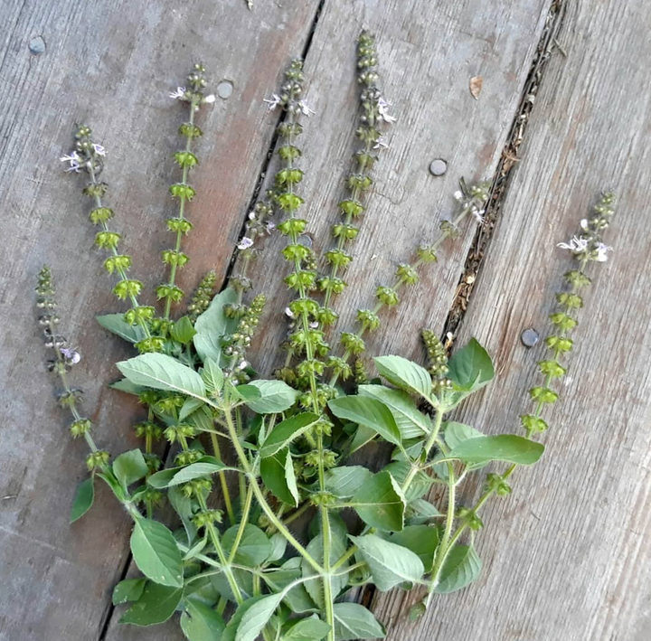 Products – Bene Seeds