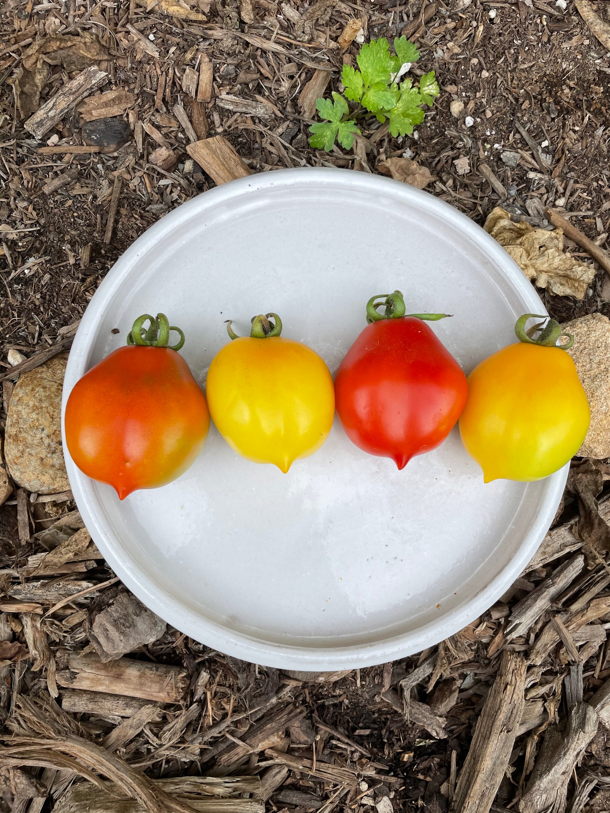 Piennolo Red - OP tomato seeds- Pack of 25 seeds – Bene Seeds