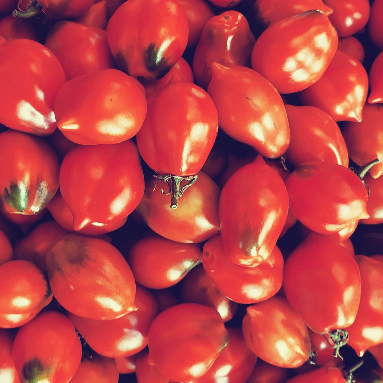Bene Seeds - More flavor, less waste