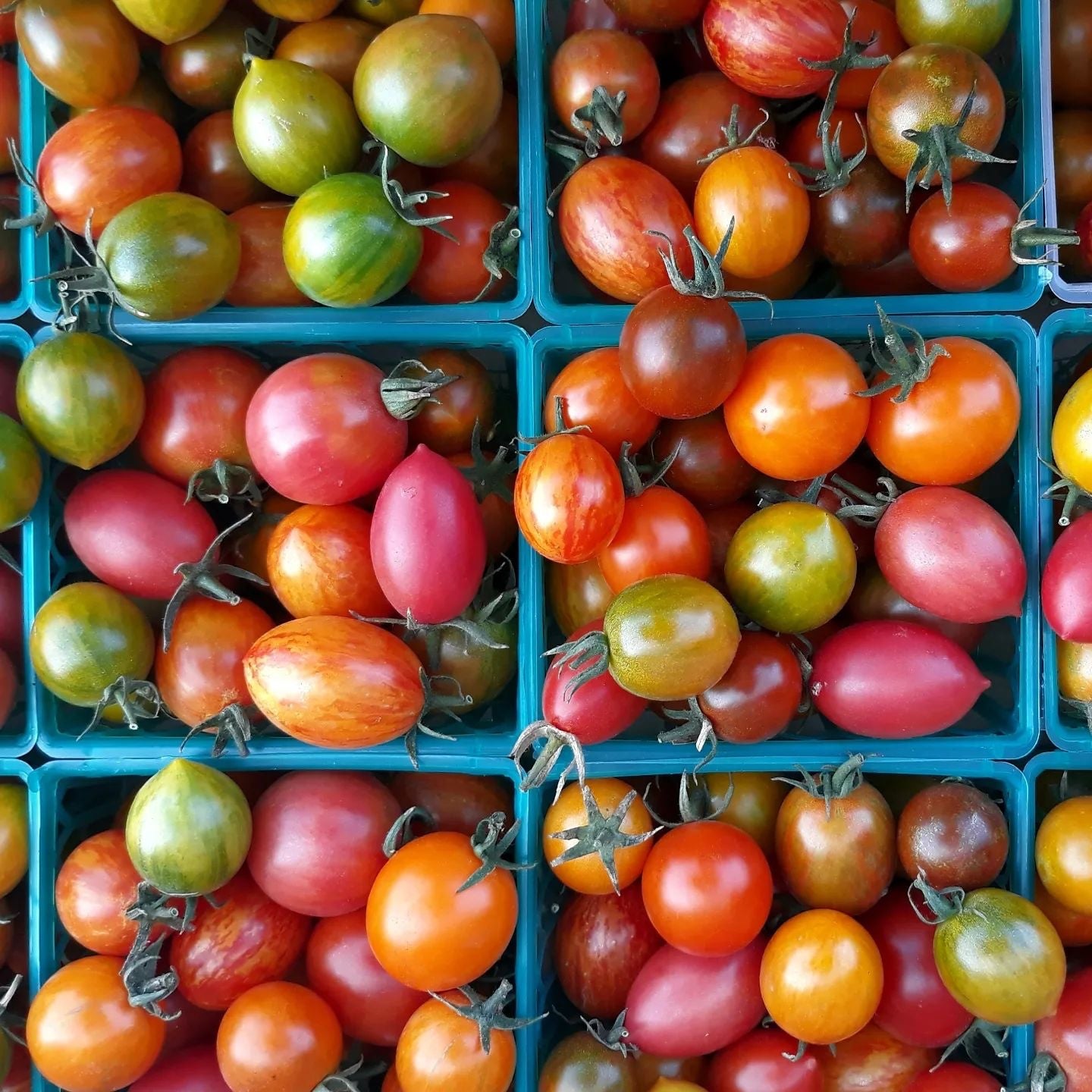 Bene Seeds - More flavor, less waste